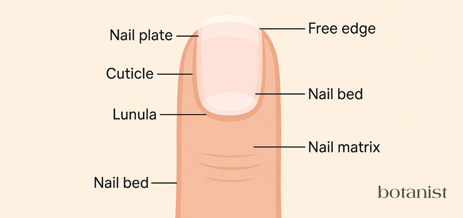 Nail Anatomy: Understanding Your Nails for Better Care – botanist
